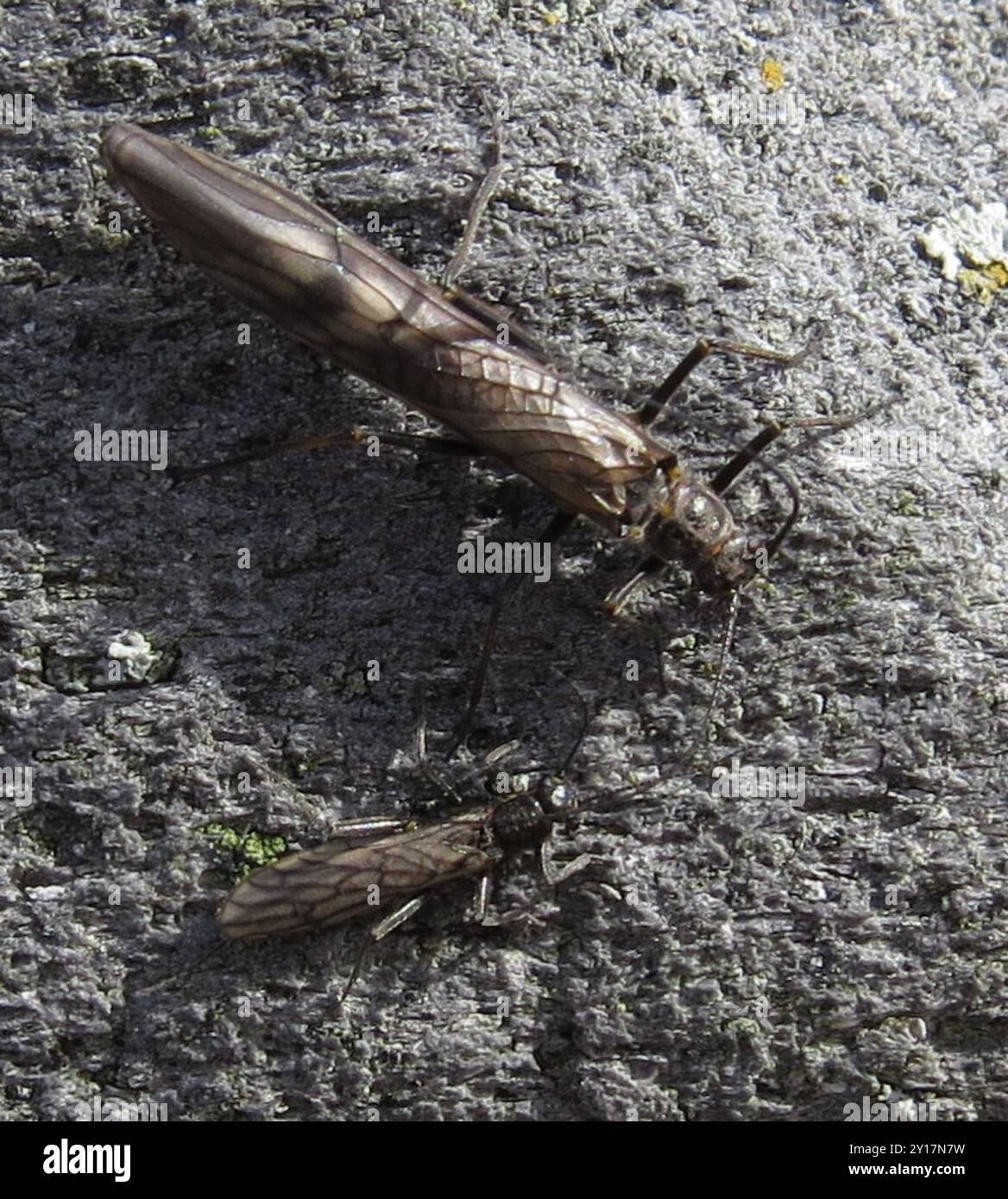 Small Winter Stoneflies (Capniidae) Insecta Stock Photo - Alamy