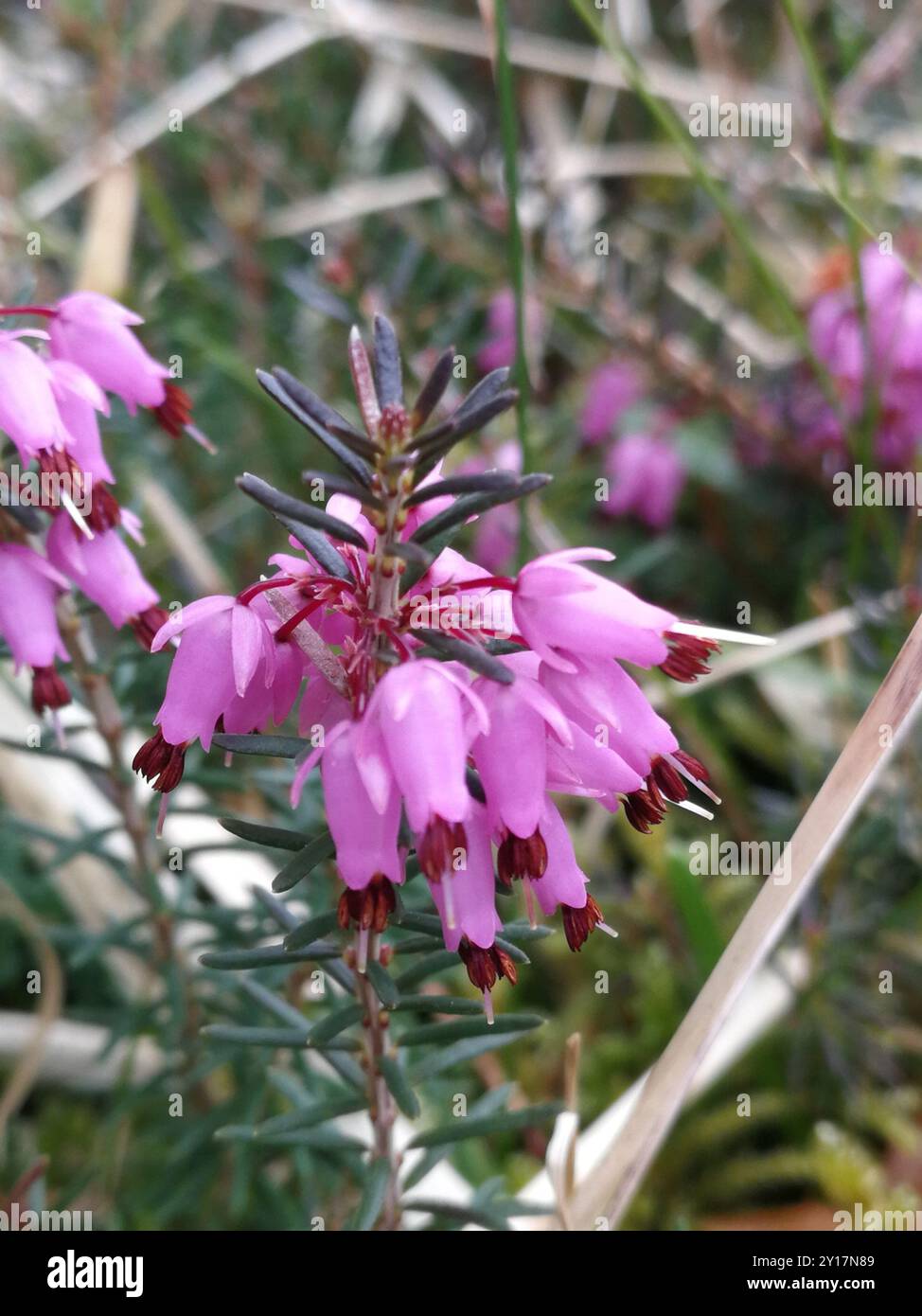 Spring Heath (Erica carnea) Plantae Stock Photo - Alamy