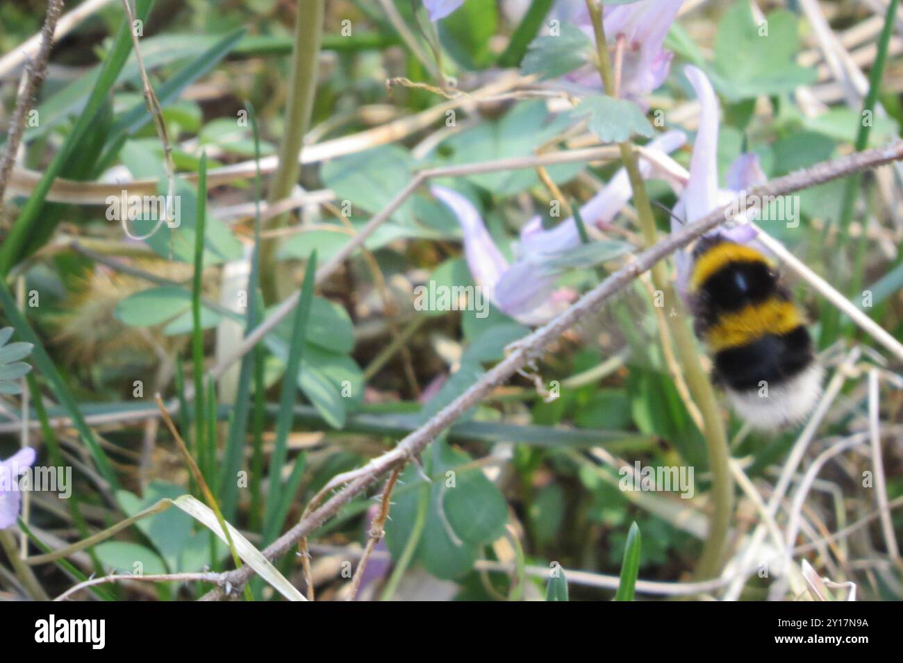 Buff-tailed Bumble Bee (Bombus terrestris) Insecta Stock Photo - Alamy