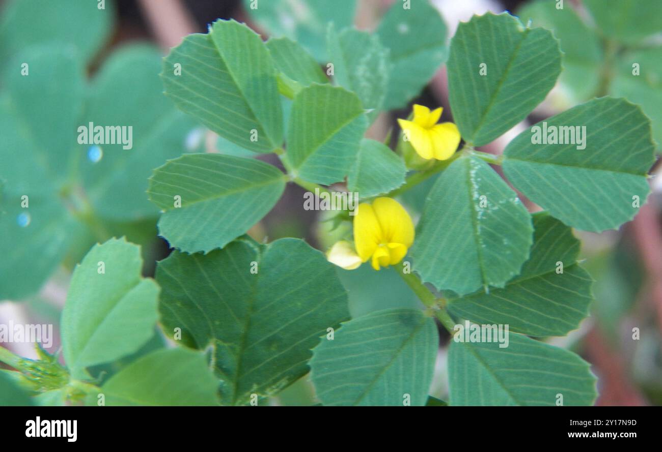 bur clover (Medicago polymorpha) Plantae Stock Photo - Alamy