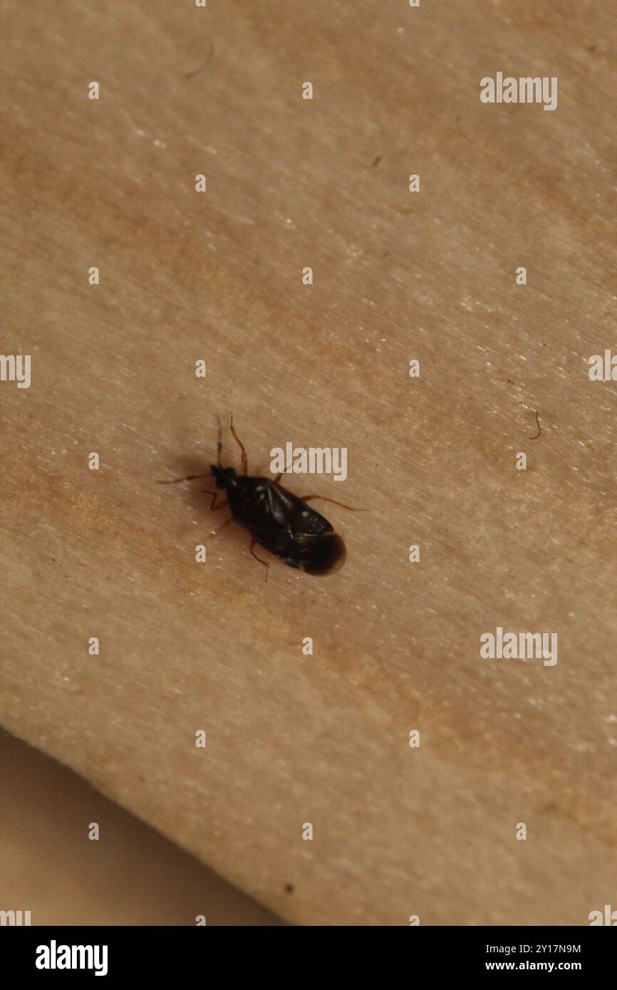 Minute pirate bugs (Anthocoridae) Insecta Stock Photo - Alamy