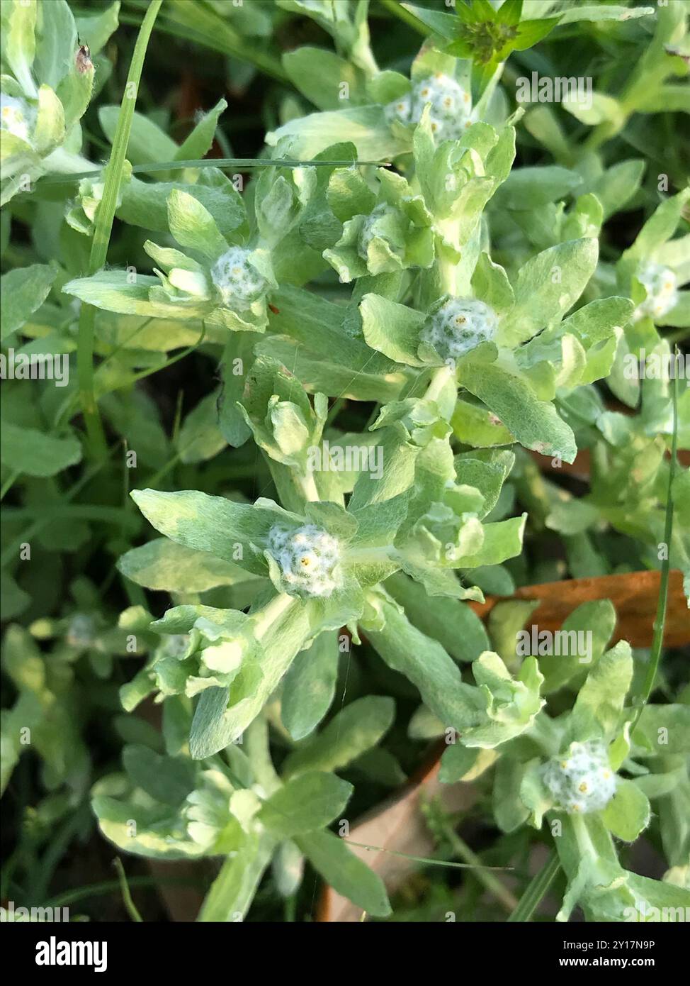 rabbit tobacco (Diaperia) Plantae Stock Photo - Alamy