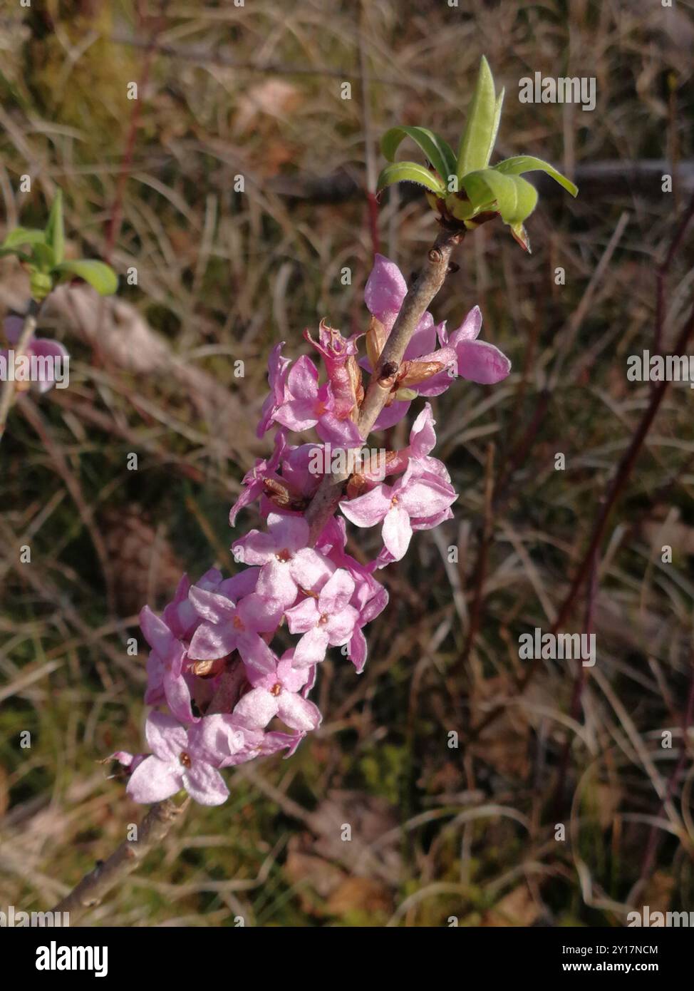 Mezereon (Daphne mezereum) Plantae Stock Photo - Alamy