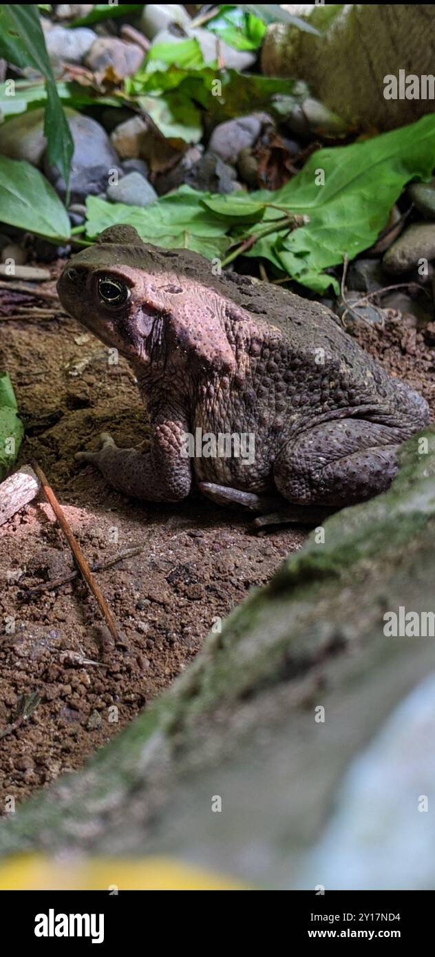 Beautiful Cane Toad (Rhinella bella) Amphibia Stock Photo - Alamy
