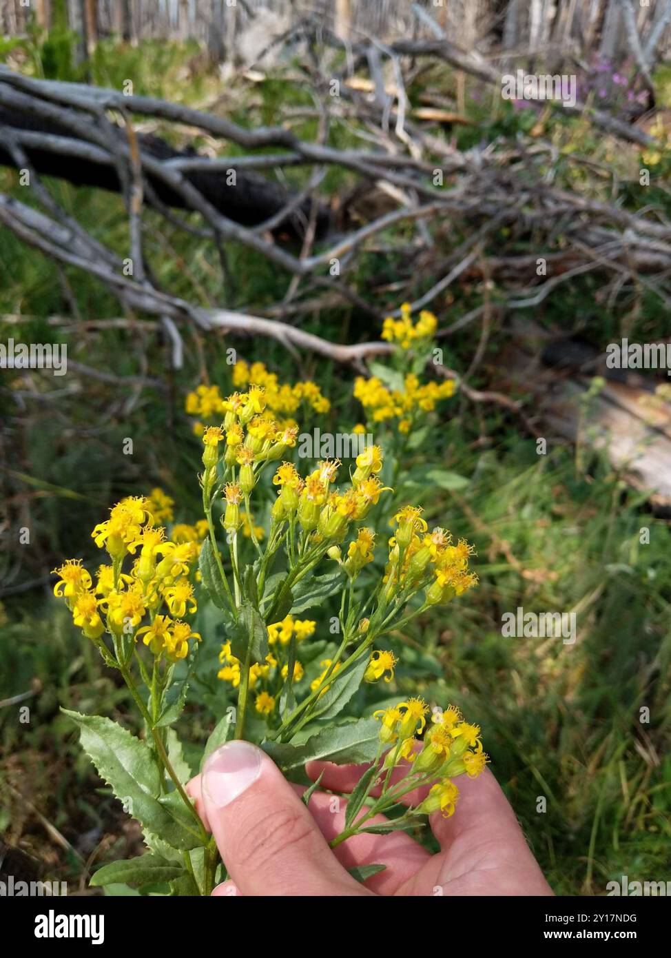 Tall Ragwort (Senecio serra) Plantae Stock Photo - Alamy