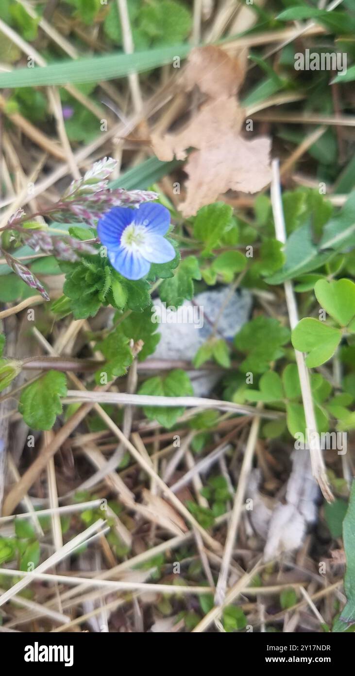 bird's-eye speedwell (Veronica persica) Plantae Stock Photo - Alamy