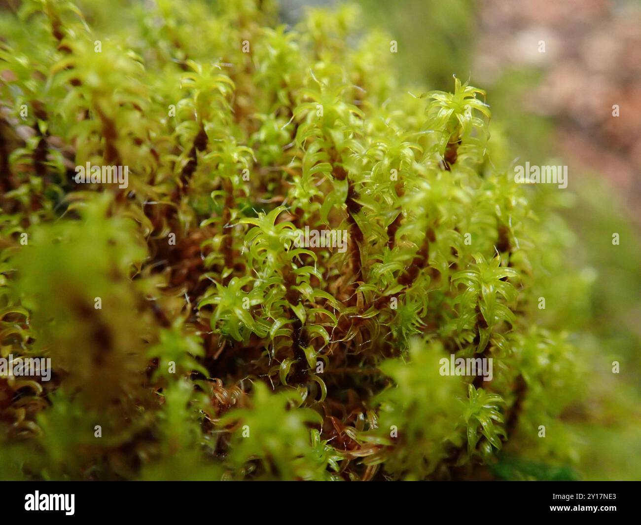 Star Moss (Syntrichia ruralis) Plantae Stock Photo - Alamy