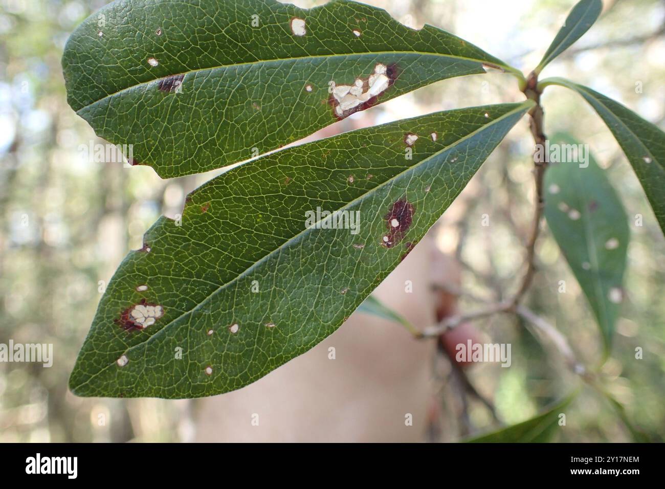 Swamp titi (Cyrilla racemiflora) Plantae Stock Photo - Alamy