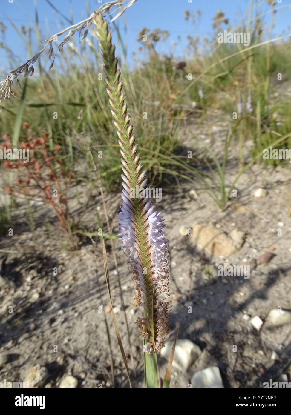 Needleleaf Combflower (Micranthus plantagineus) Plantae Stock Photo - Alamy