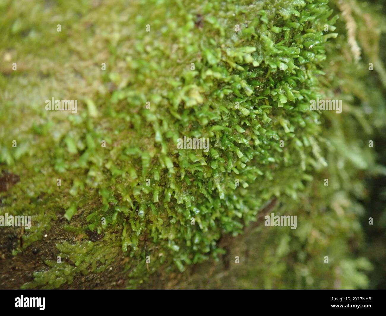Flat-leaved Scalewort (Radula complanata) Plantae Stock Photo - Alamy