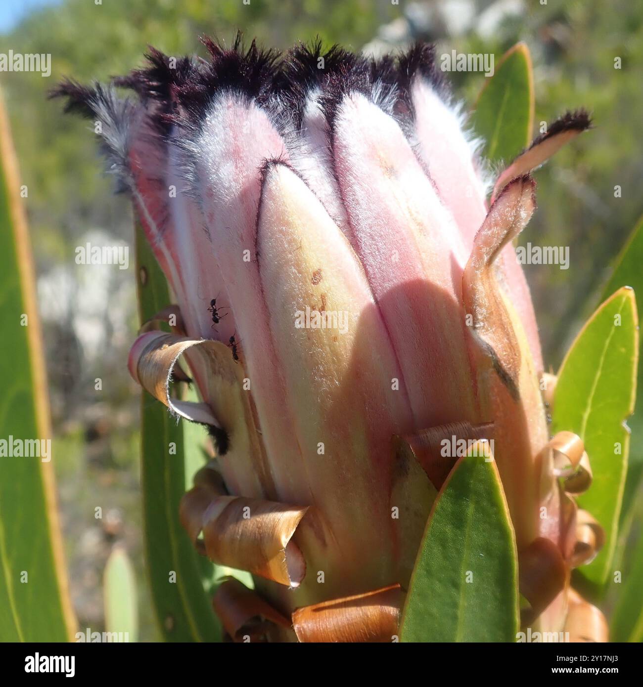 Oleander-leaf Protea (Protea neriifolia) Plantae Stock Photo - Alamy
