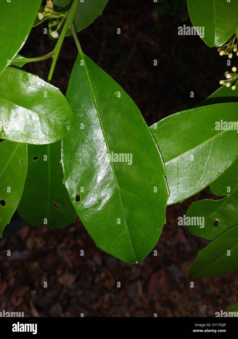 dahoon holly (Ilex cassine) Plantae Stock Photo - Alamy