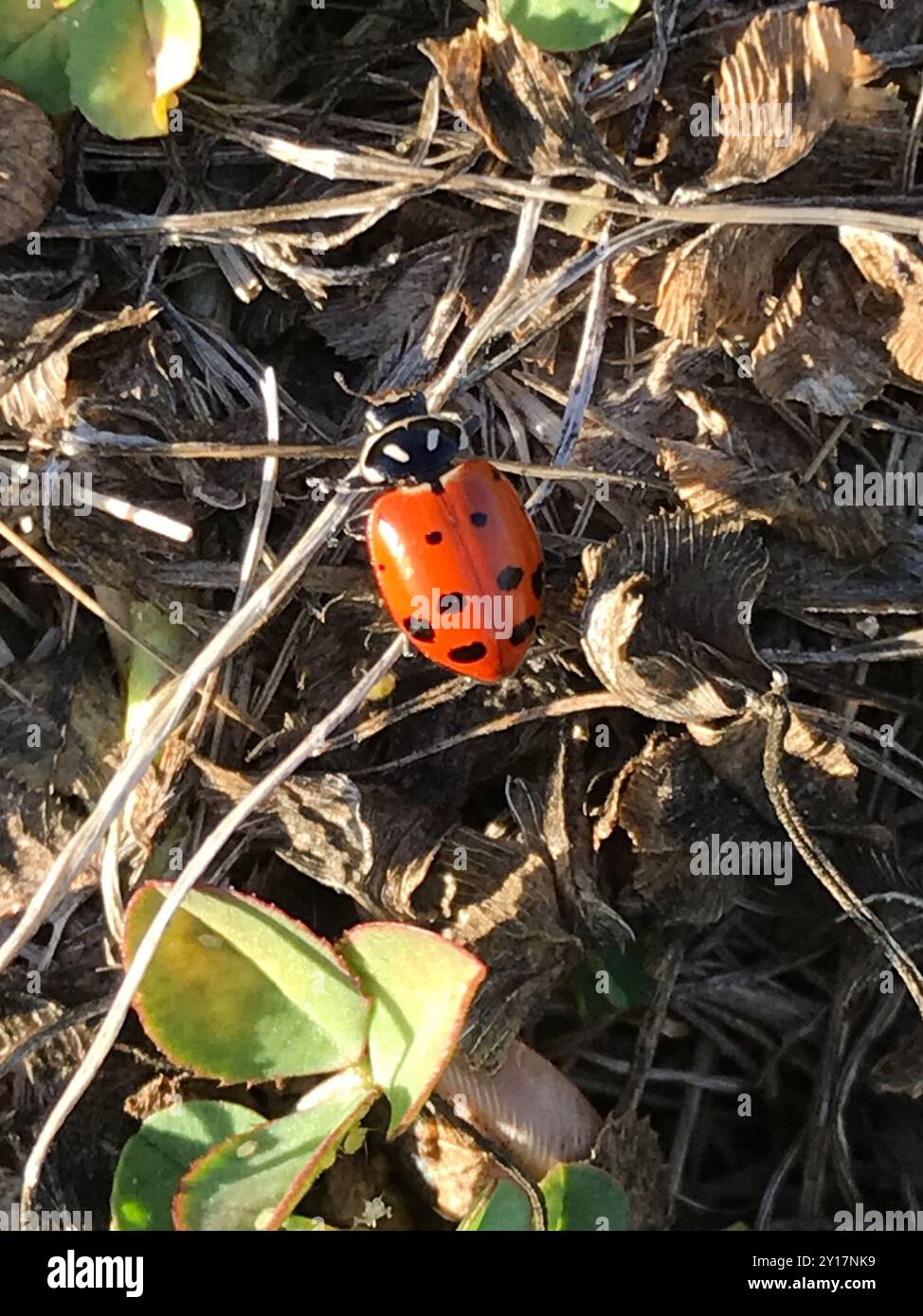 Convergent Lady Beetle (Hippodamia convergens) Insecta Stock Photo - Alamy
