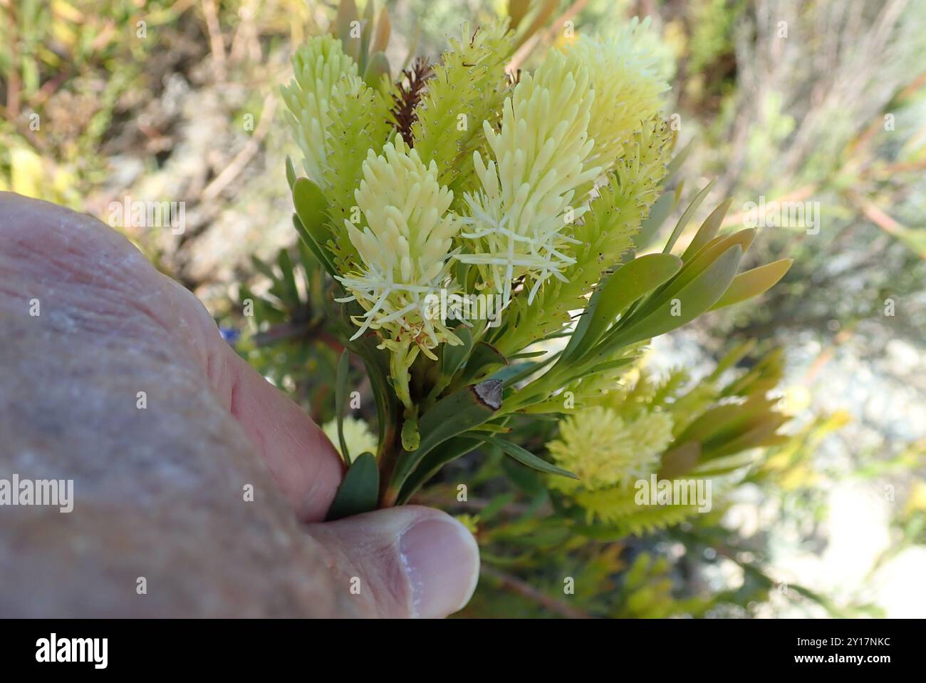 Broadleaf Featherbush (Aulax umbellata) Plantae Stock Photo - Alamy