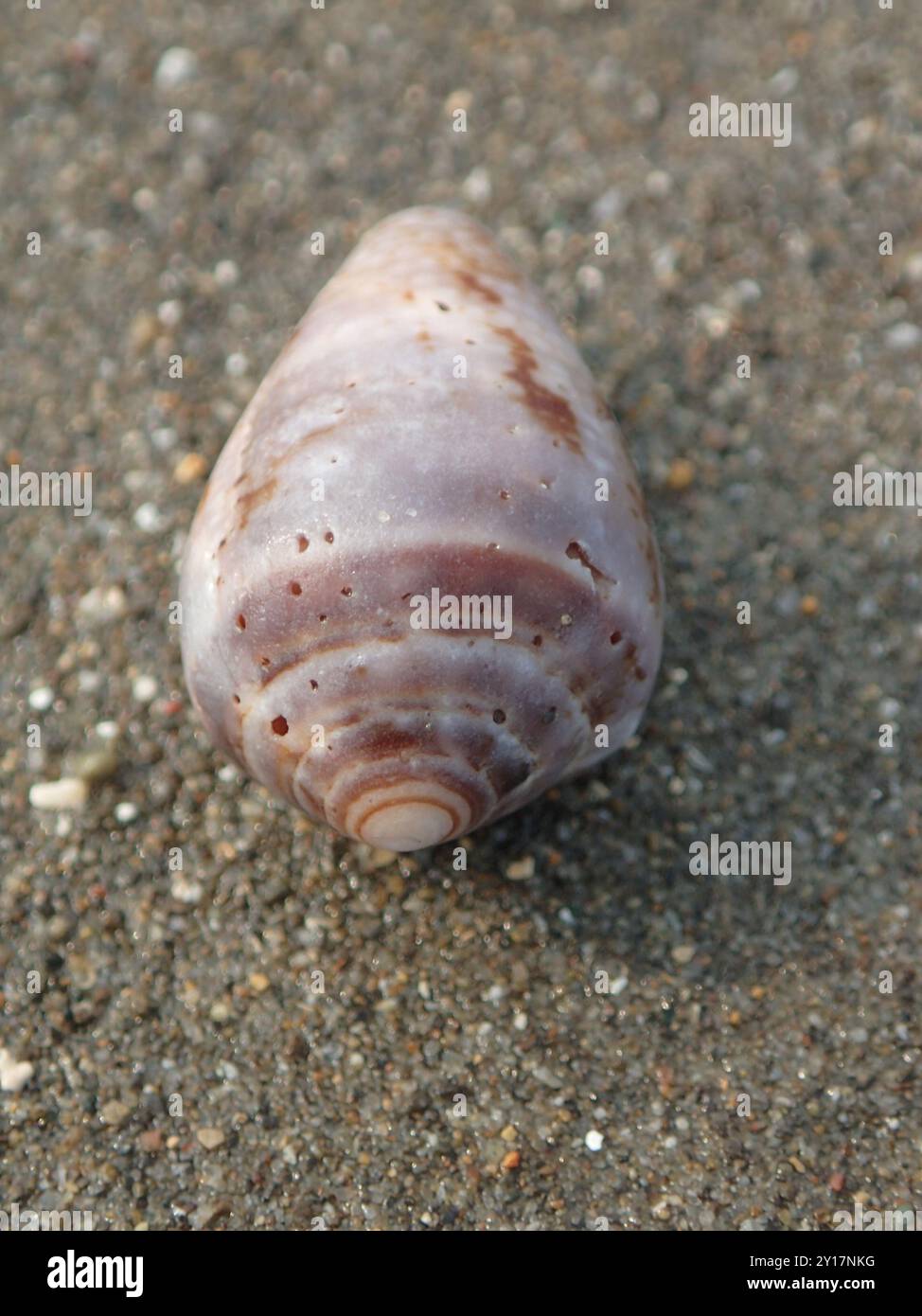Coronated Cone (Conus coronatus) Mollusca Stock Photo - Alamy