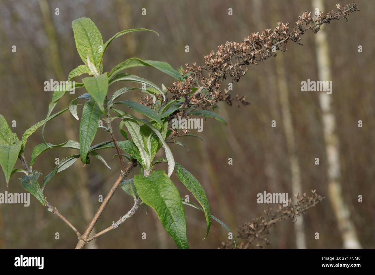 Butterfly bush (Buddleja davidii) Plantae Stock Photo - Alamy