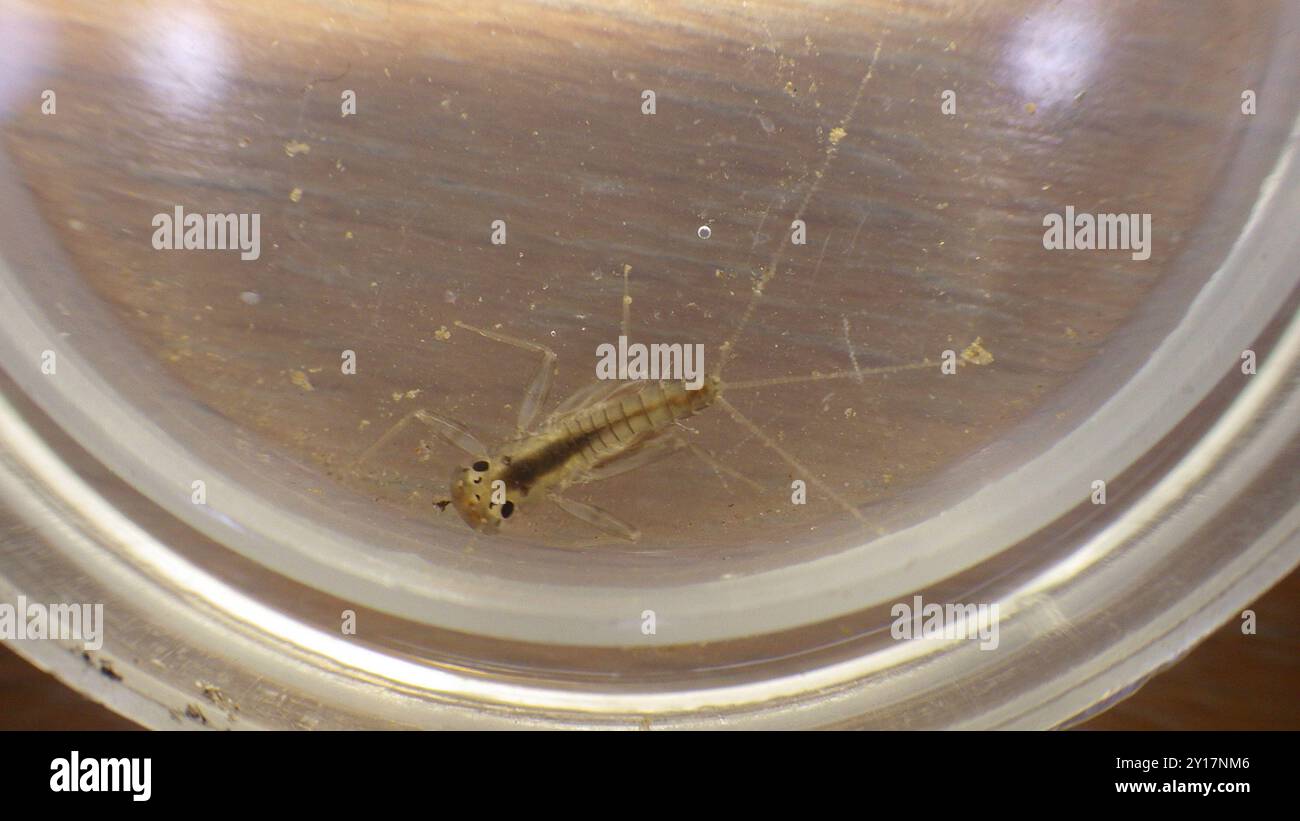 Light Cahills (Stenacron) Insecta Stock Photo - Alamy