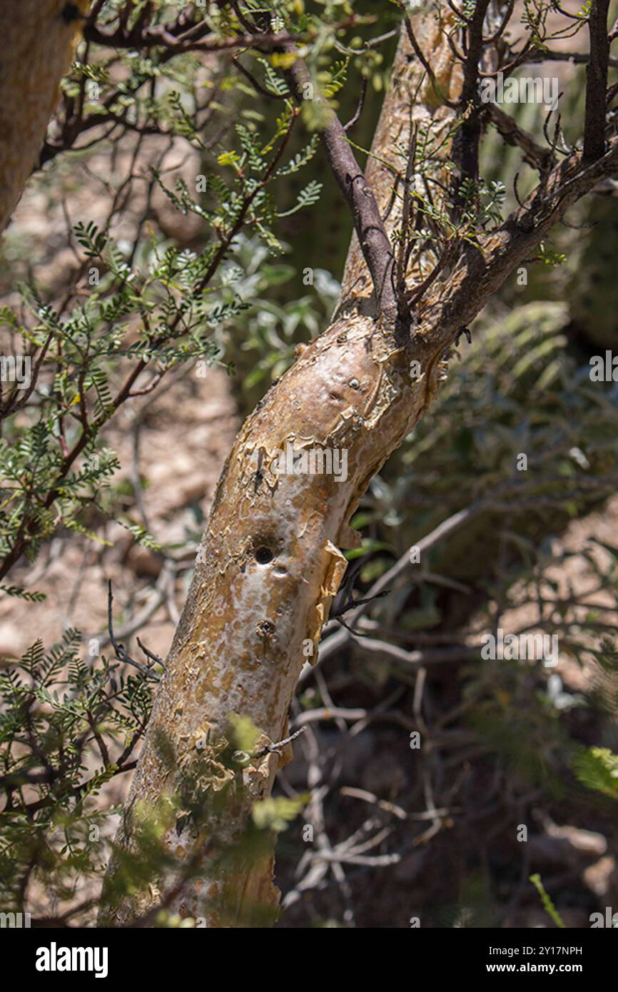 elephant tree (Bursera microphylla) Plantae Stock Photo - Alamy