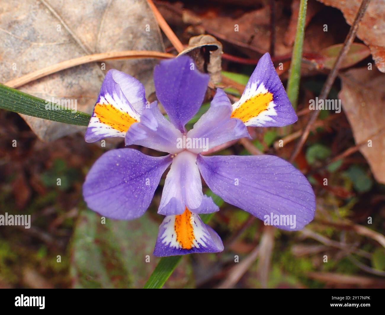 Dwarf Iris (Iris verna) Plantae Stock Photo - Alamy