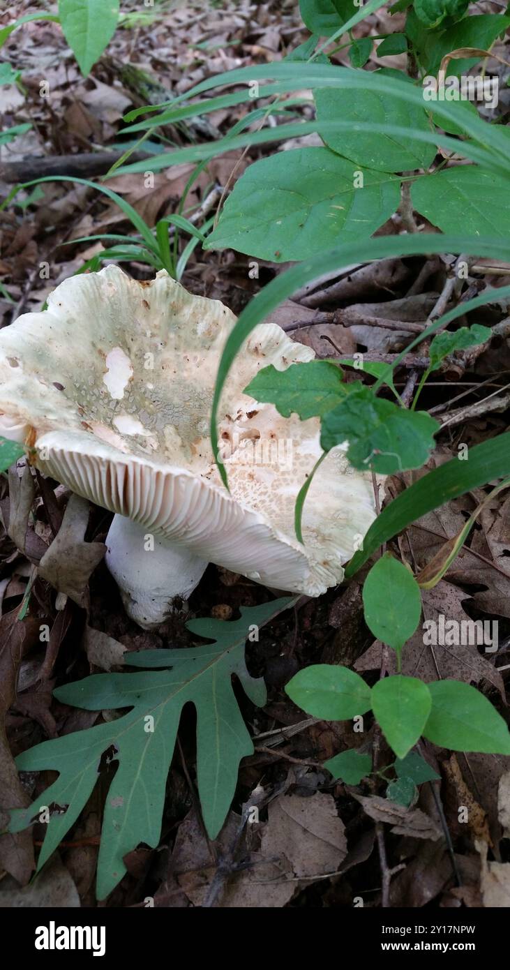 Short-stemmed Russula (Russula brevipes) Fungi Stock Photo - Alamy