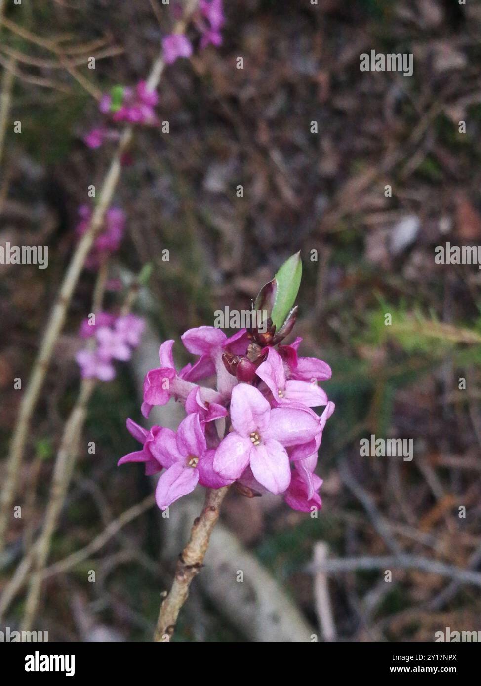Mezereon (Daphne mezereum) Plantae Stock Photo - Alamy