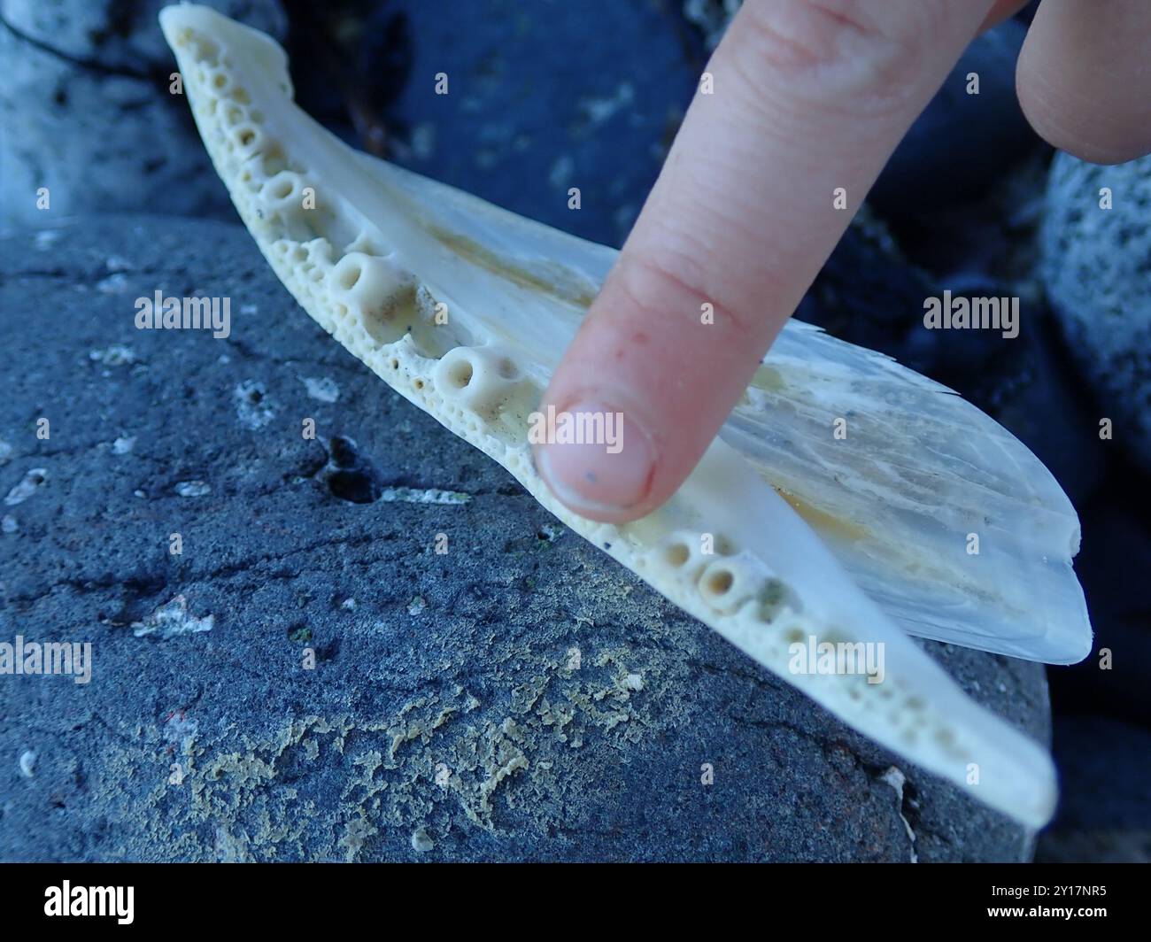 Ray-finned Fishes (Actinopterygii) Actinopterygii Stock Photo - Alamy