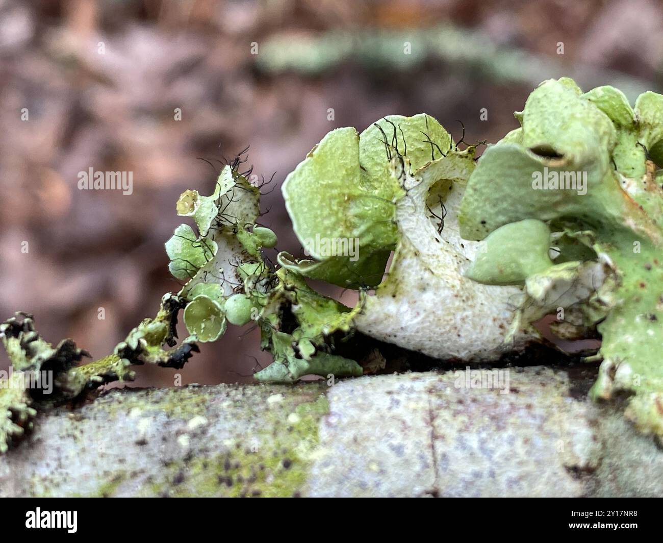 perforated ruffle lichen (Parmotrema perforatum) Fungi Stock Photo - Alamy