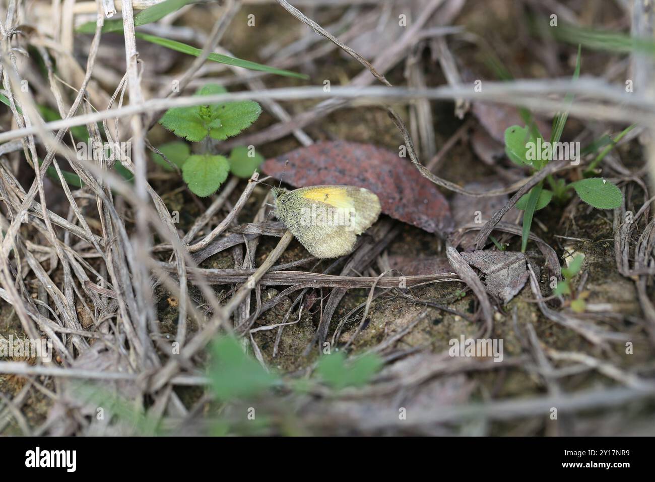 Dainty Sulphur (Nathalis iole) Insecta Stock Photo - Alamy