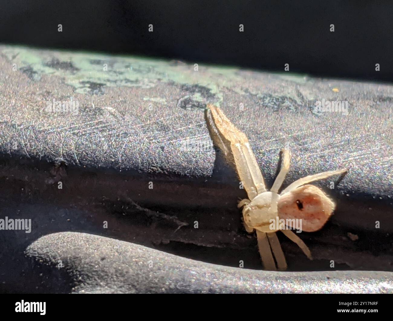 Crab Spiders (Thomisidae) Arachnida Stock Photo - Alamy