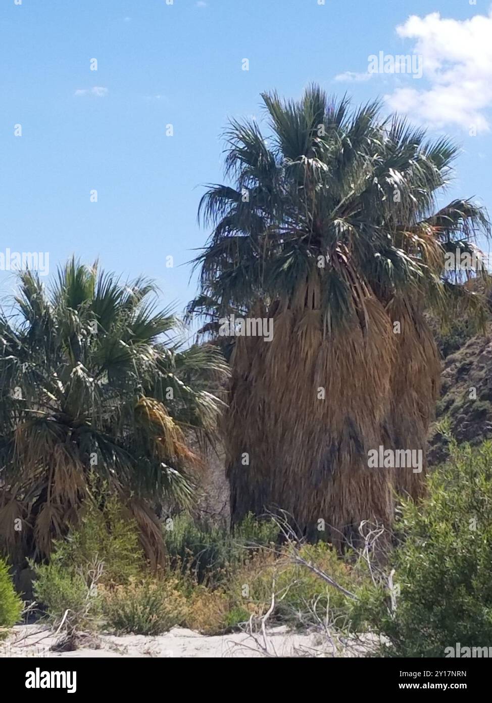 California fan palm (Washingtonia filifera) Plantae Stock Photo - Alamy