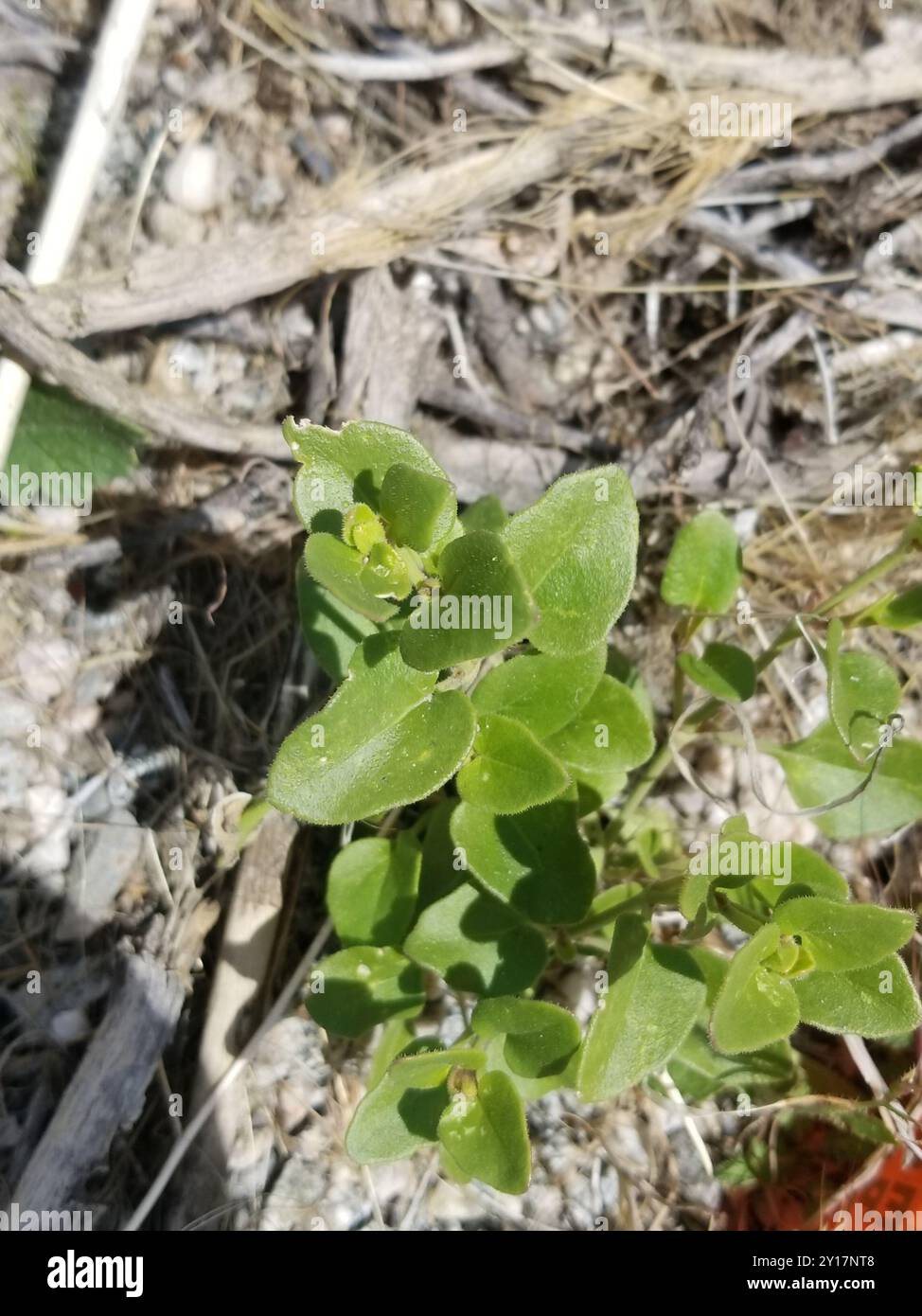 Wishbone Bush (Mirabilis laevis) Plantae Stock Photo - Alamy