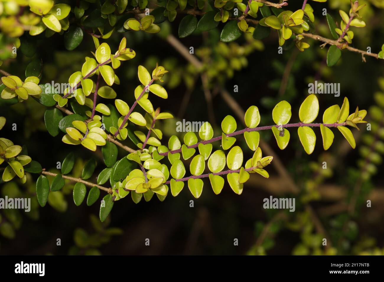 flowering plants (Angiospermae) Plantae Stock Photo - Alamy