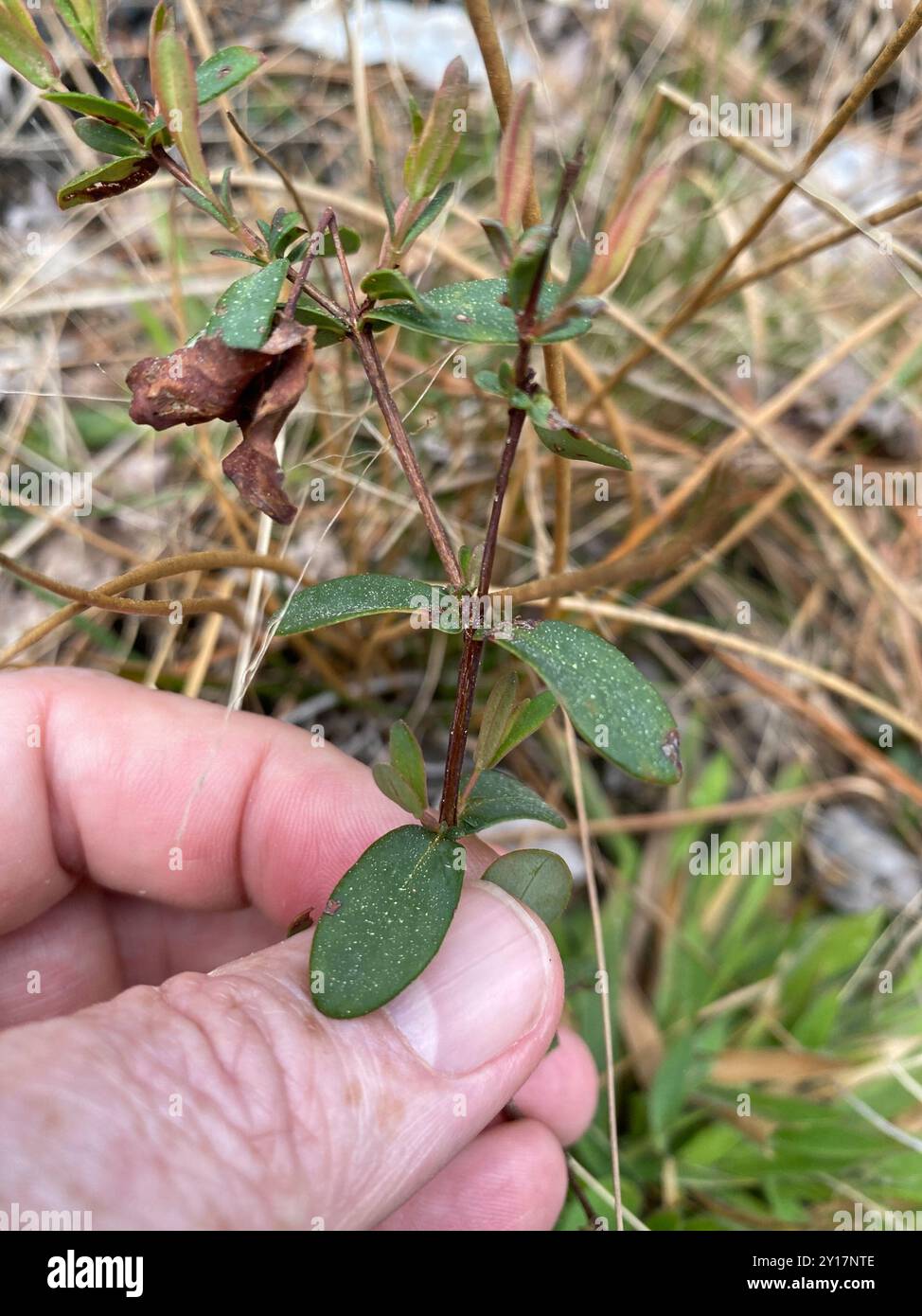 St. Peter's-wort (Hypericum crux-andreae) Plantae Stock Photo - Alamy
