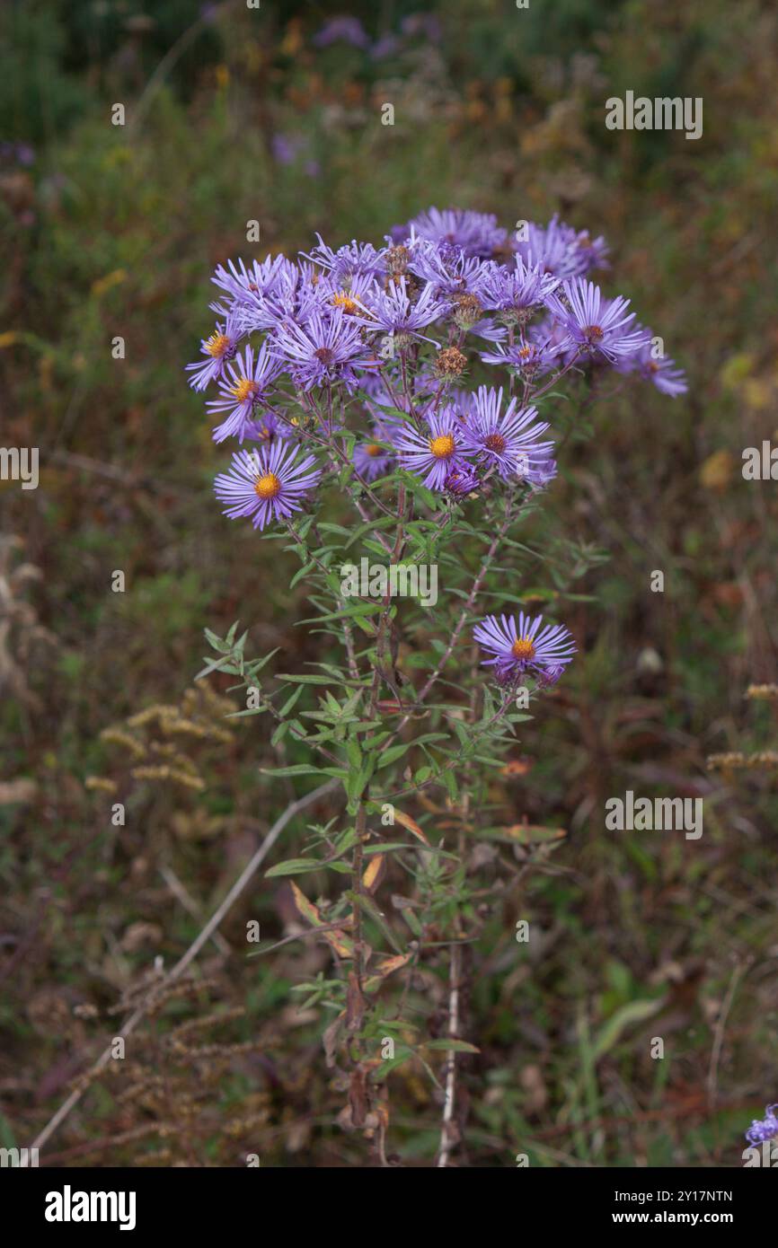 New England aster (Symphyotrichum novae-angliae) Plantae Stock Photo ...