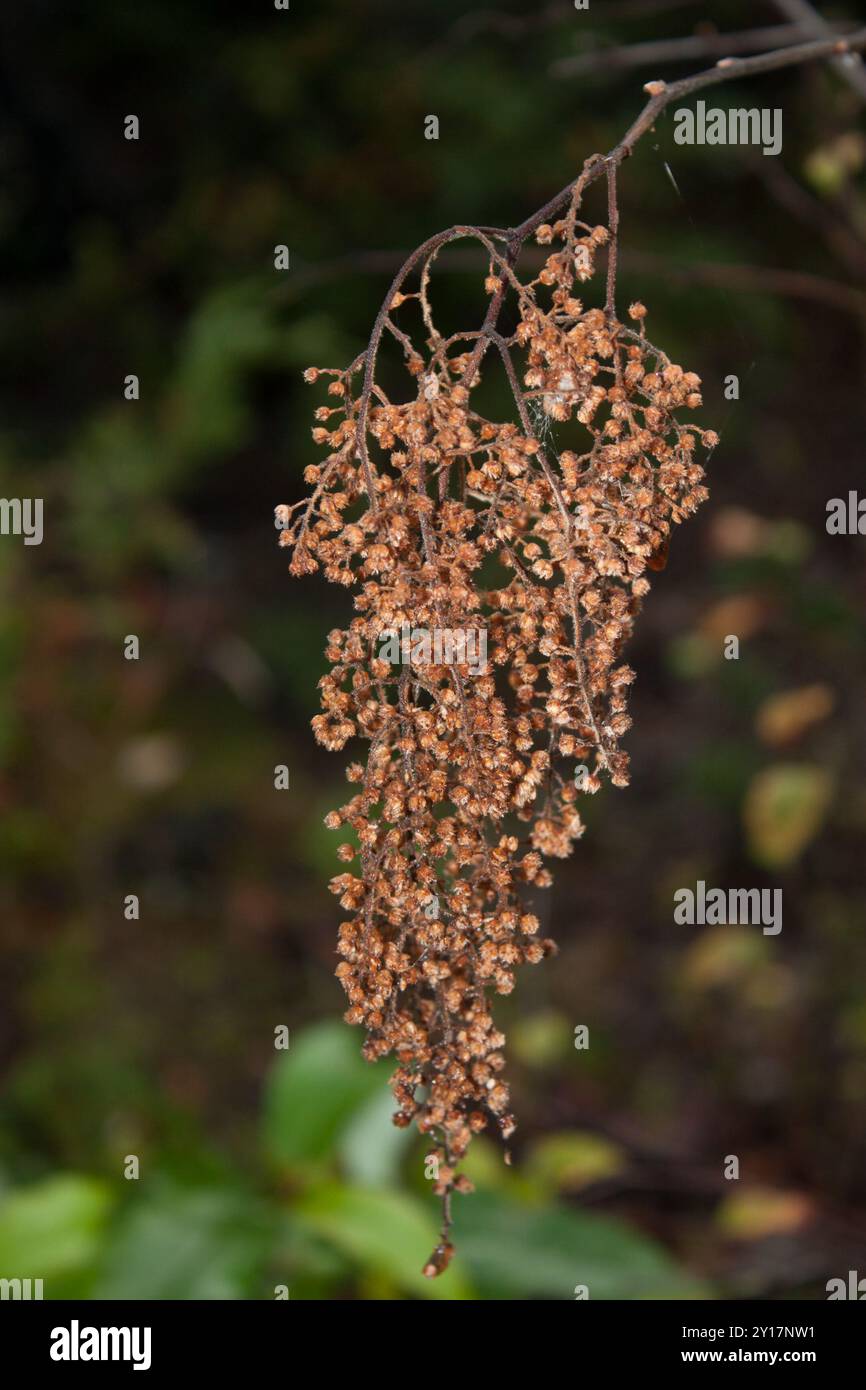 Ocean spray (Holodiscus discolor) Plantae Stock Photo - Alamy