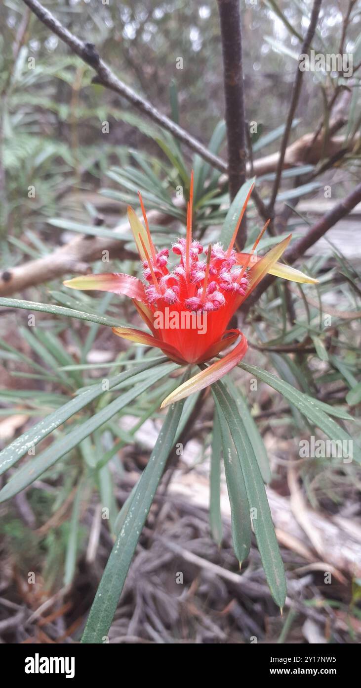 Mountain Devil (Lambertia formosa) Plantae Stock Photo - Alamy