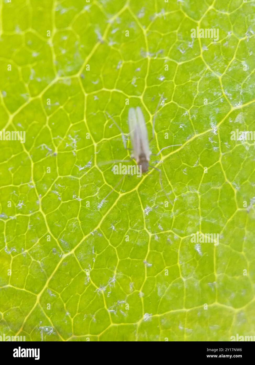Biting Midges (Ceratopogonidae) Insecta Stock Photo - Alamy
