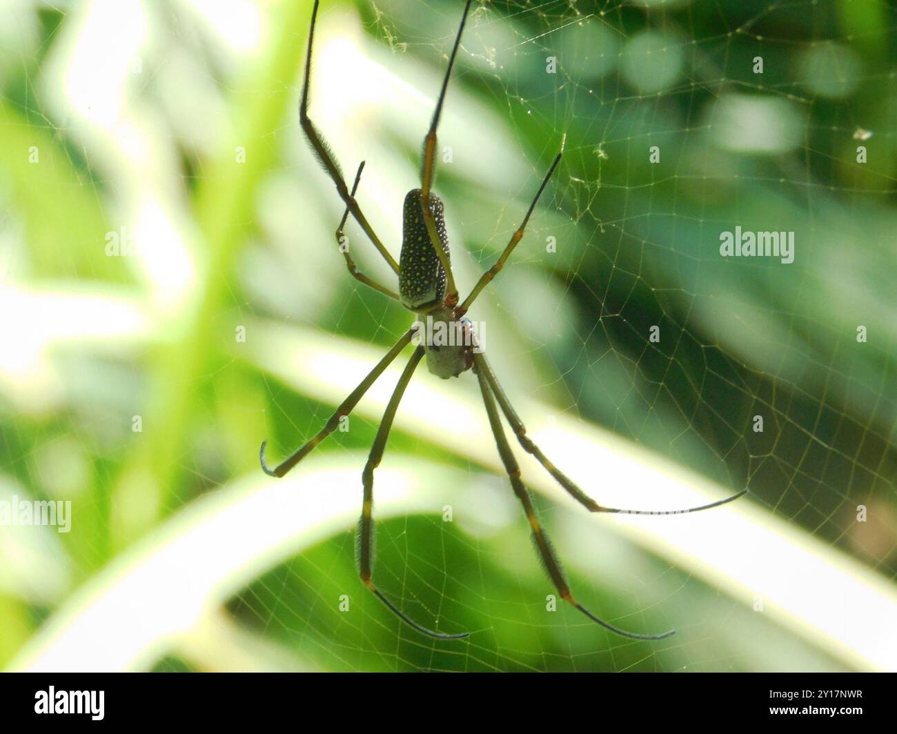 Golden Silk Spider (Trichonephila clavipes) Arachnida Stock Photo - Alamy