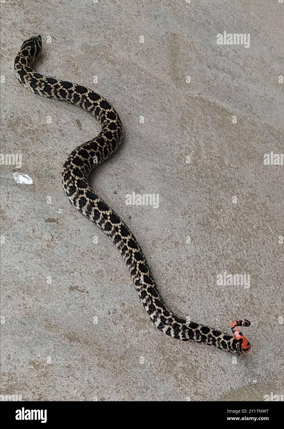 South American Hognose Snake (Xenodon dorbignyi) Reptilia Stock Photo ...