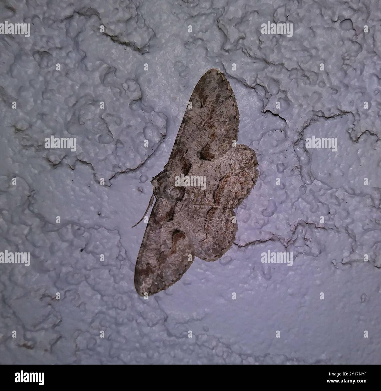 Brown-shaded Gray (Iridopsis defectaria) Insecta Stock Photo - Alamy