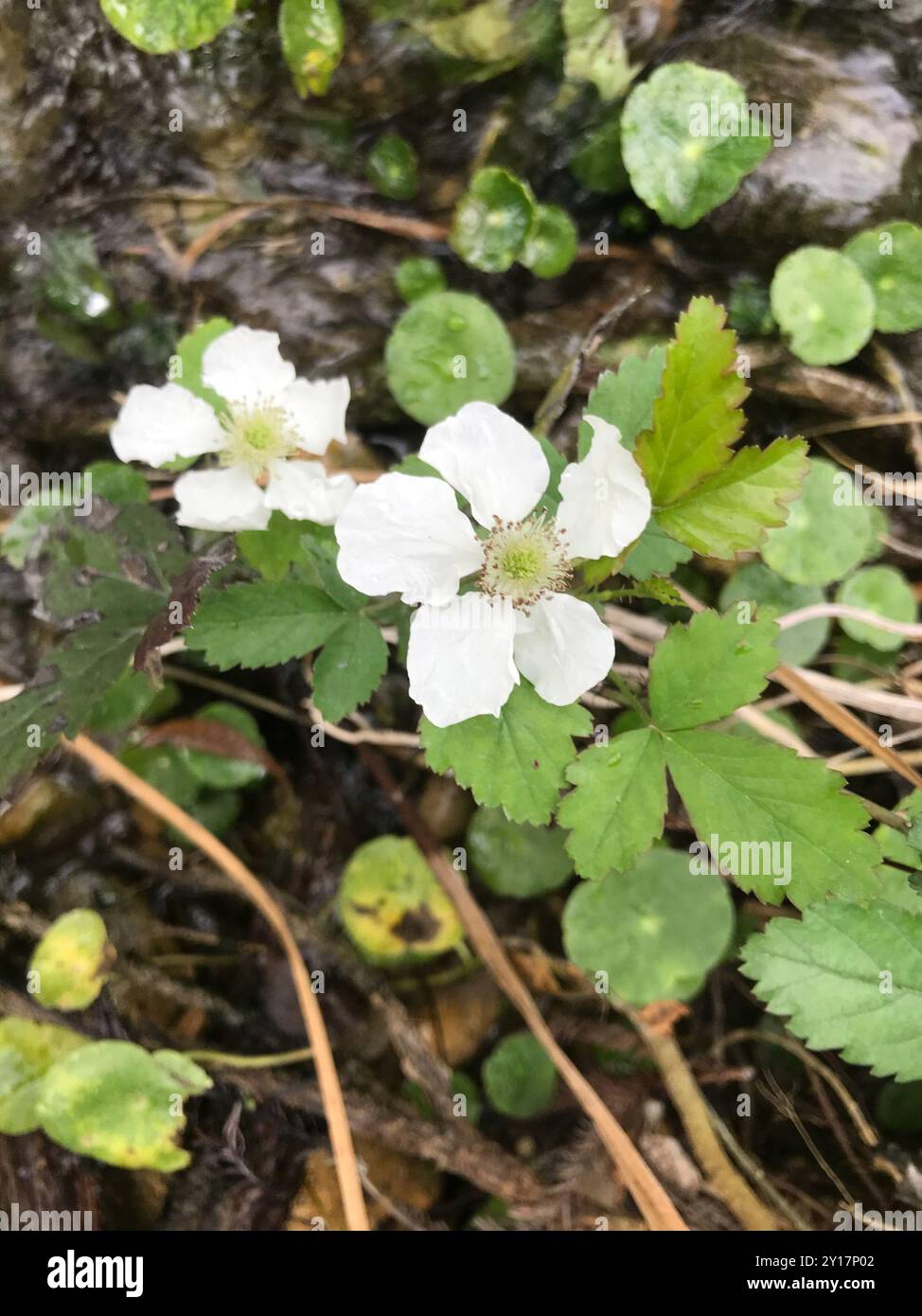 southern dewberry (Rubus trivialis) Plantae Stock Photo - Alamy
