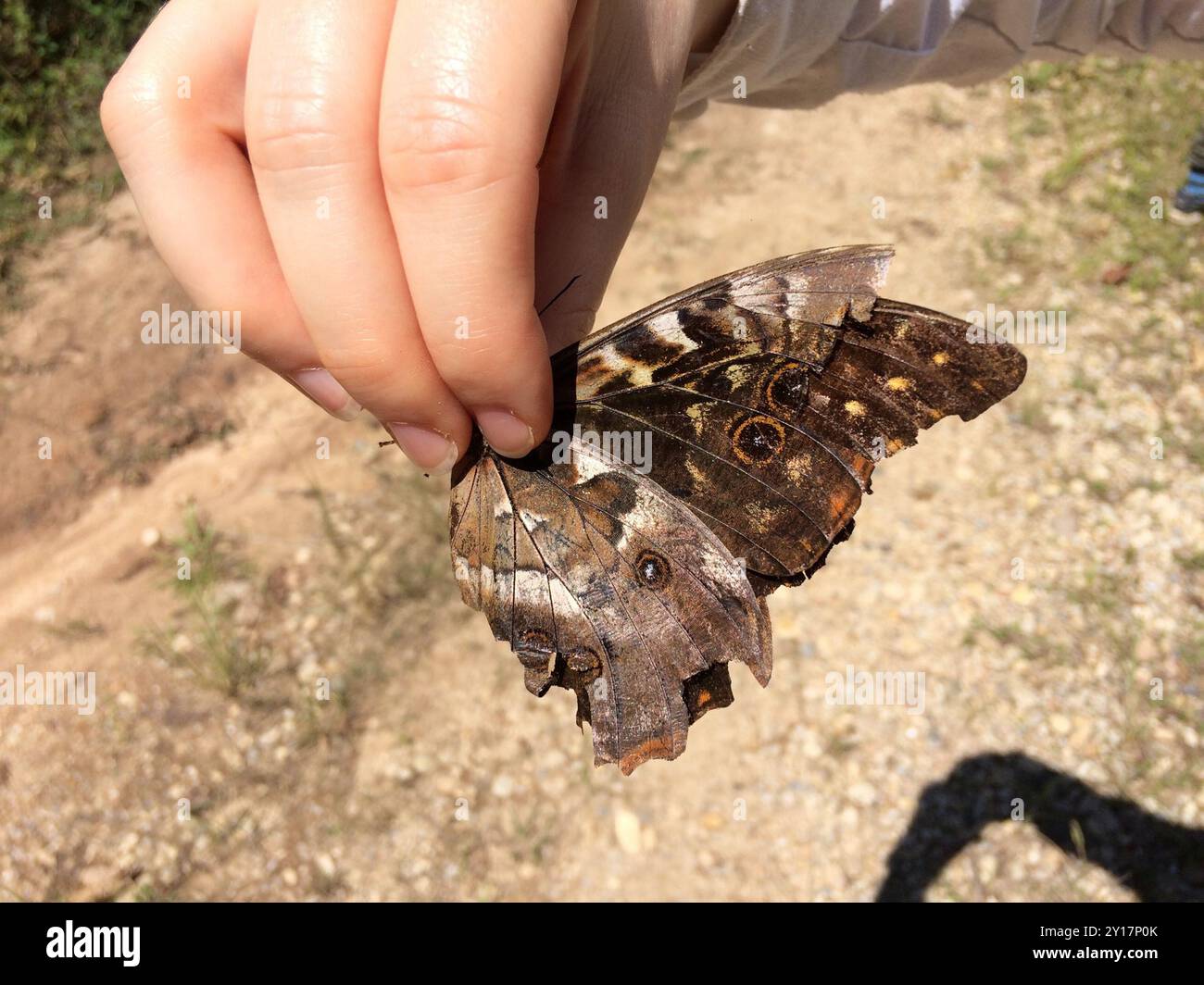 Hercules Morpho (Morpho hercules) Insecta Stock Photo - Alamy