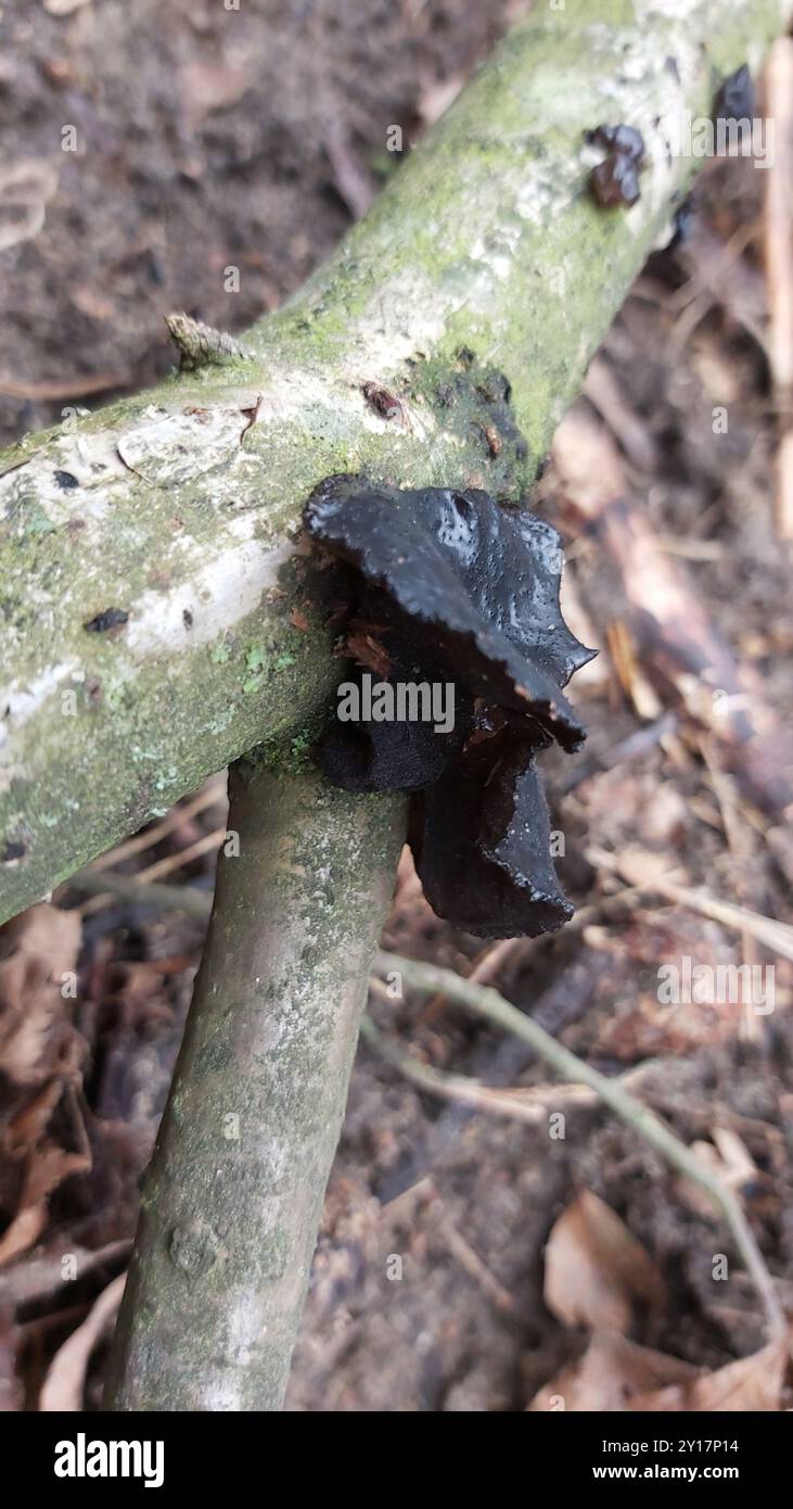 amber jelly fungus (Exidia recisa) Fungi Stock Photo - Alamy