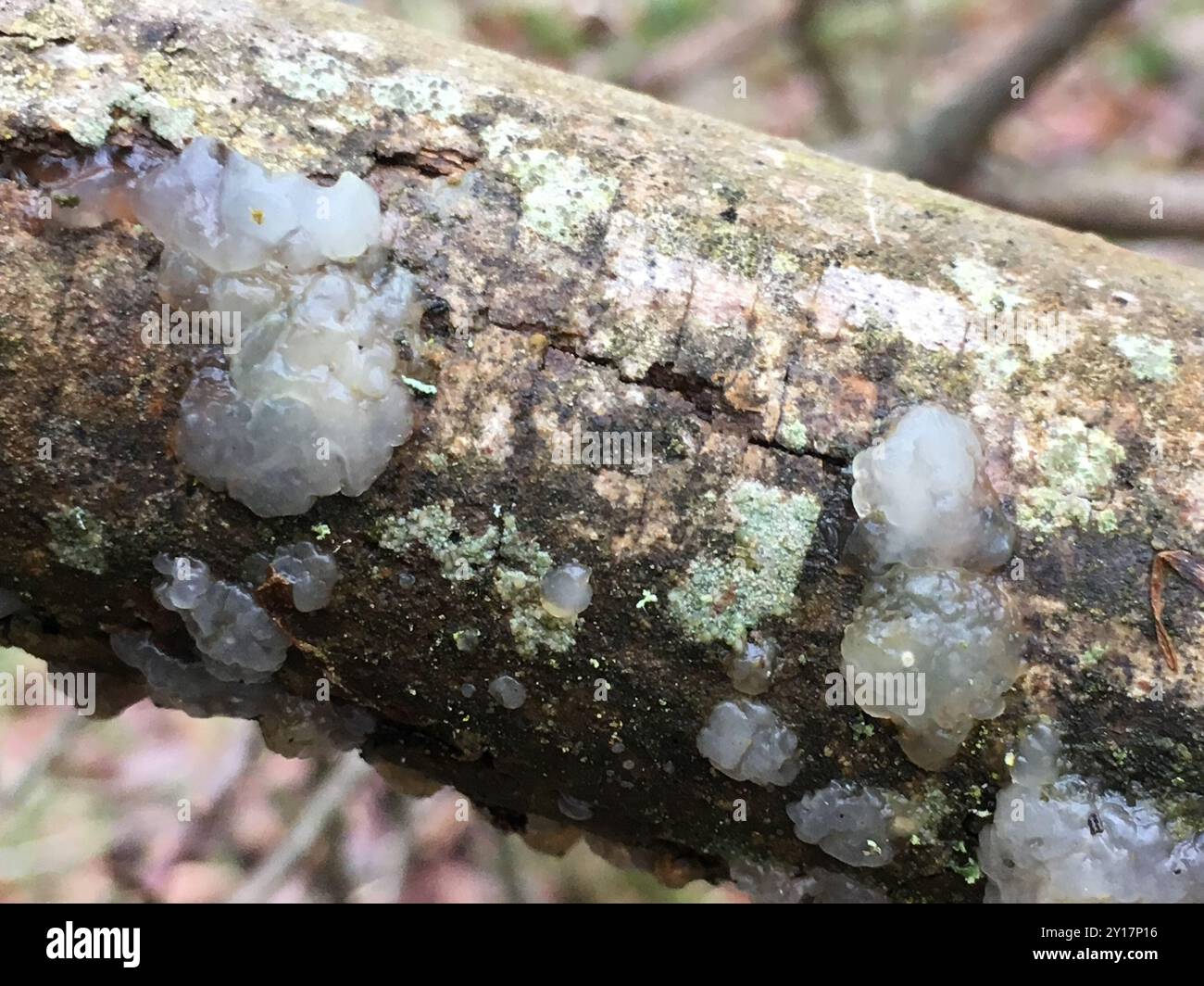 Crystal Brain Fungus (Myxarium nucleatum) Fungi Stock Photo - Alamy
