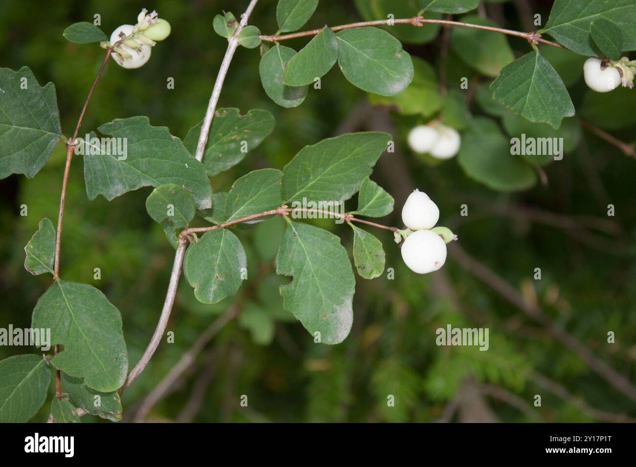 Common Snowberry (Symphoricarpos albus) Plantae Stock Photo - Alamy