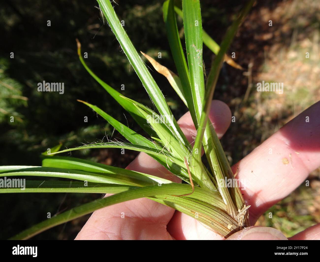 Great Woodrush (Luzula sylvatica) Plantae Stock Photo - Alamy