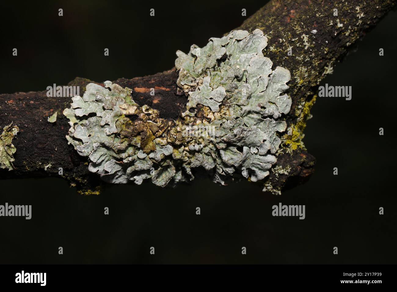 shield lichen (Parmelia sulcata) Fungi Stock Photo - Alamy