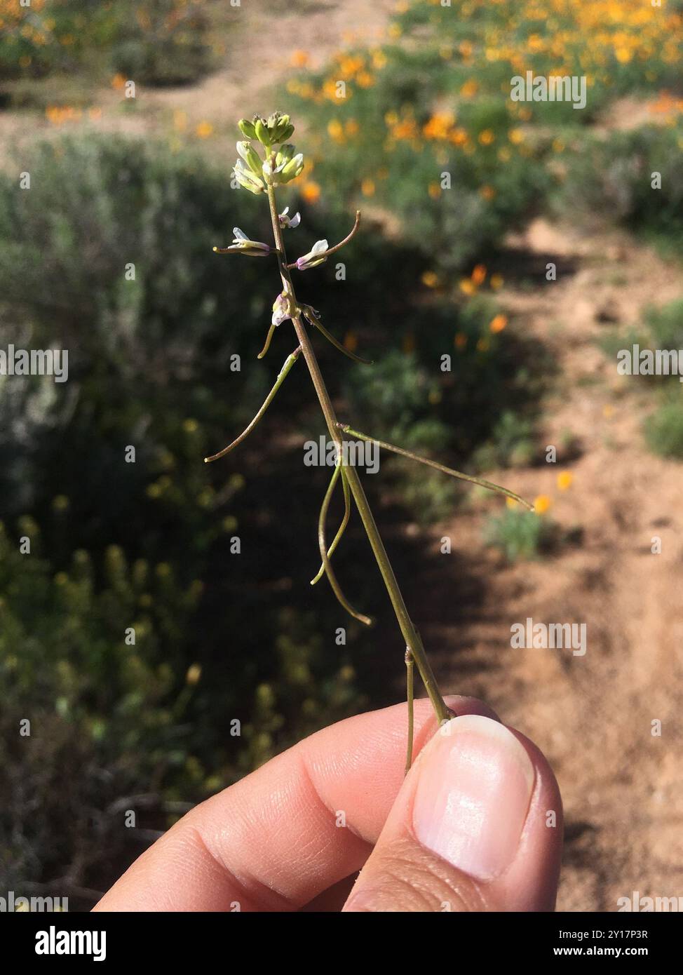 California mustard (Caulanthus lasiophyllus) Plantae Stock Photo - Alamy