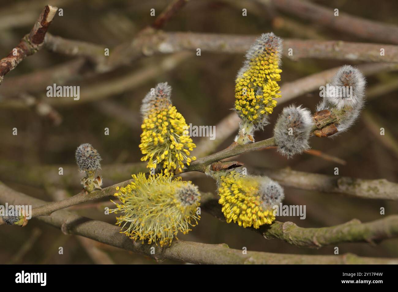 goat willow (Salix caprea) Plantae Stock Photo - Alamy