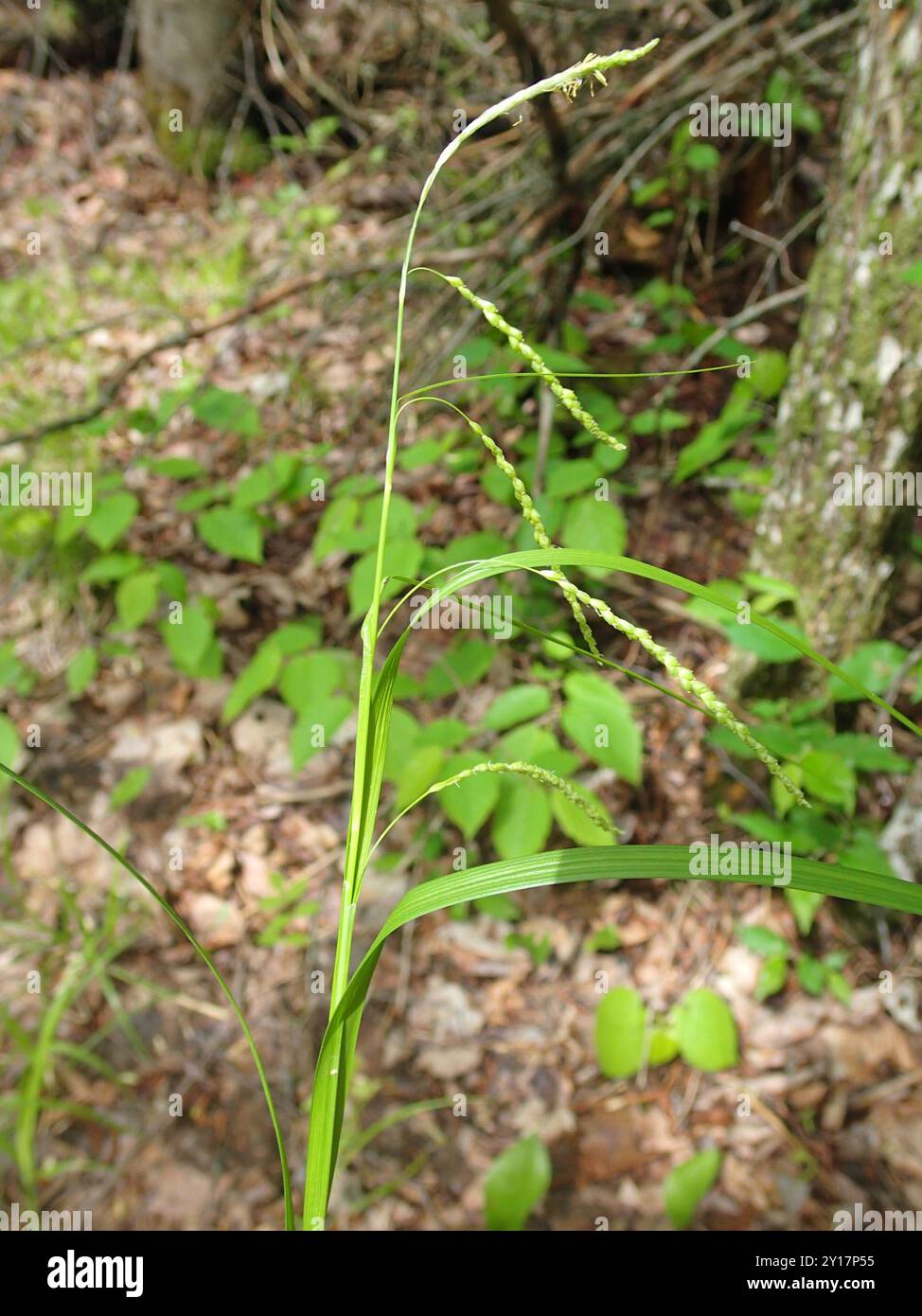 graceful sedge (Carex gracillima) Plantae Stock Photo - Alamy